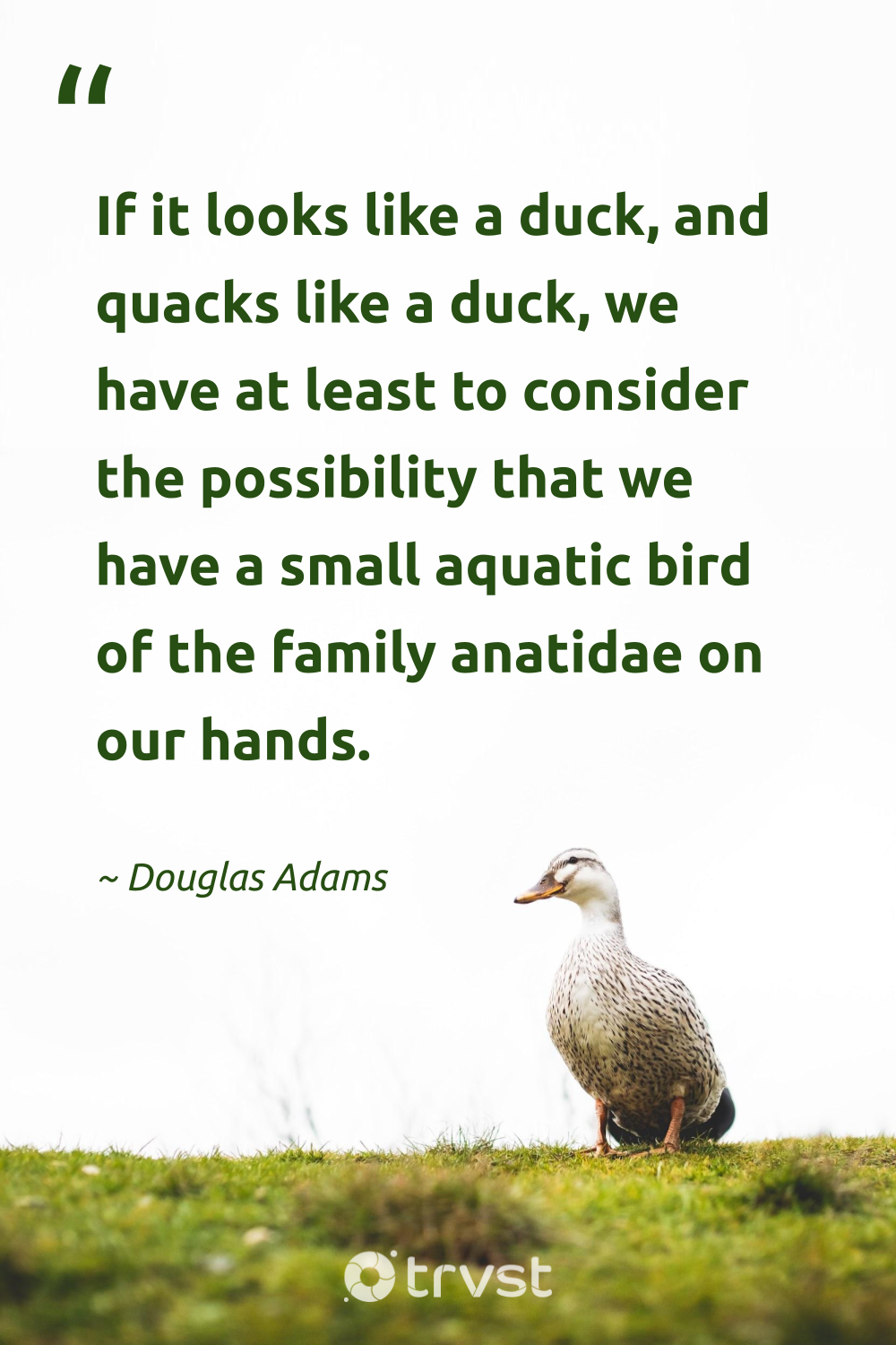 42 Duck Quotes And Sayings About The Friendly Waterfowls (2025)