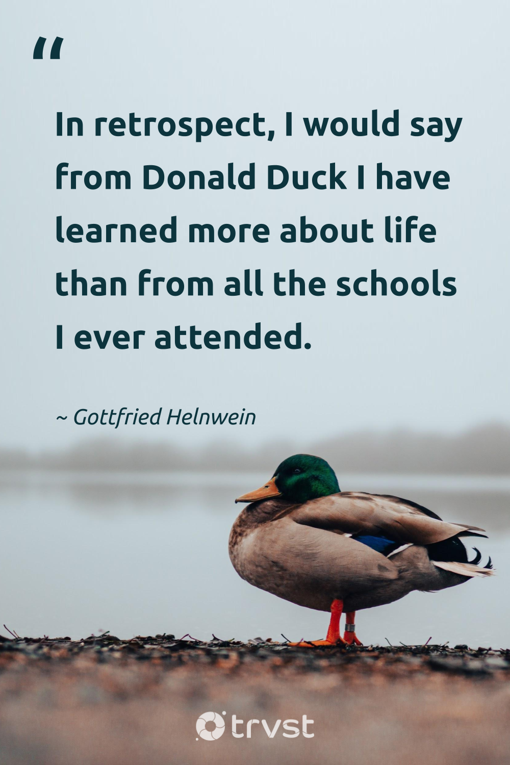 42 Duck Quotes And Sayings About The Friendly Waterfowls (2024)