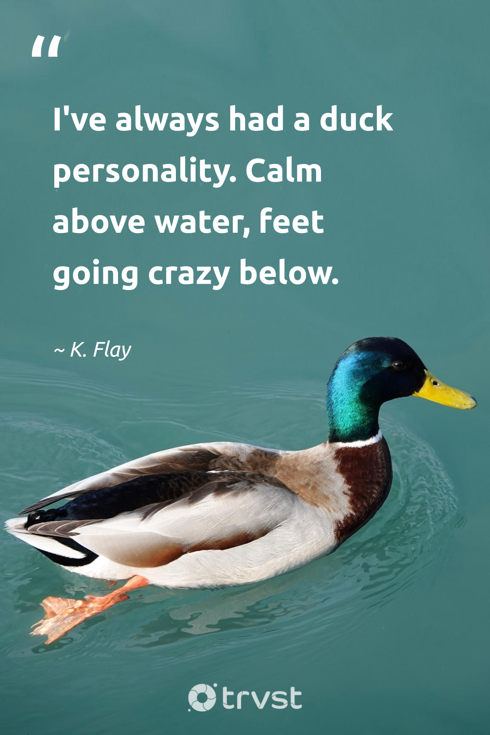 42 Duck Quotes And Sayings About The Friendly Waterfowls (2025)