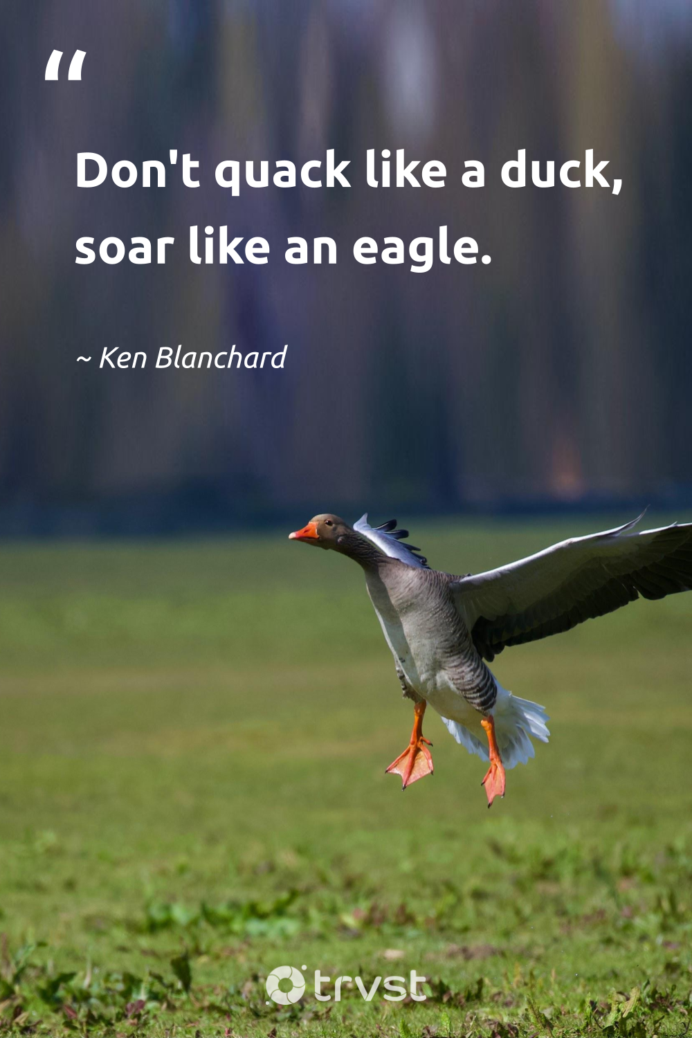 42 Duck Quotes And Sayings About The Friendly Waterfowls (2025)