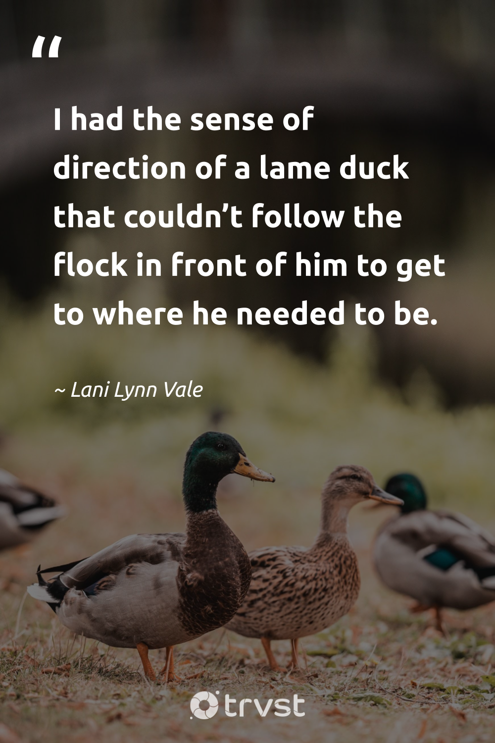 42 Duck Quotes And Sayings About The Friendly Waterfowls (2024)