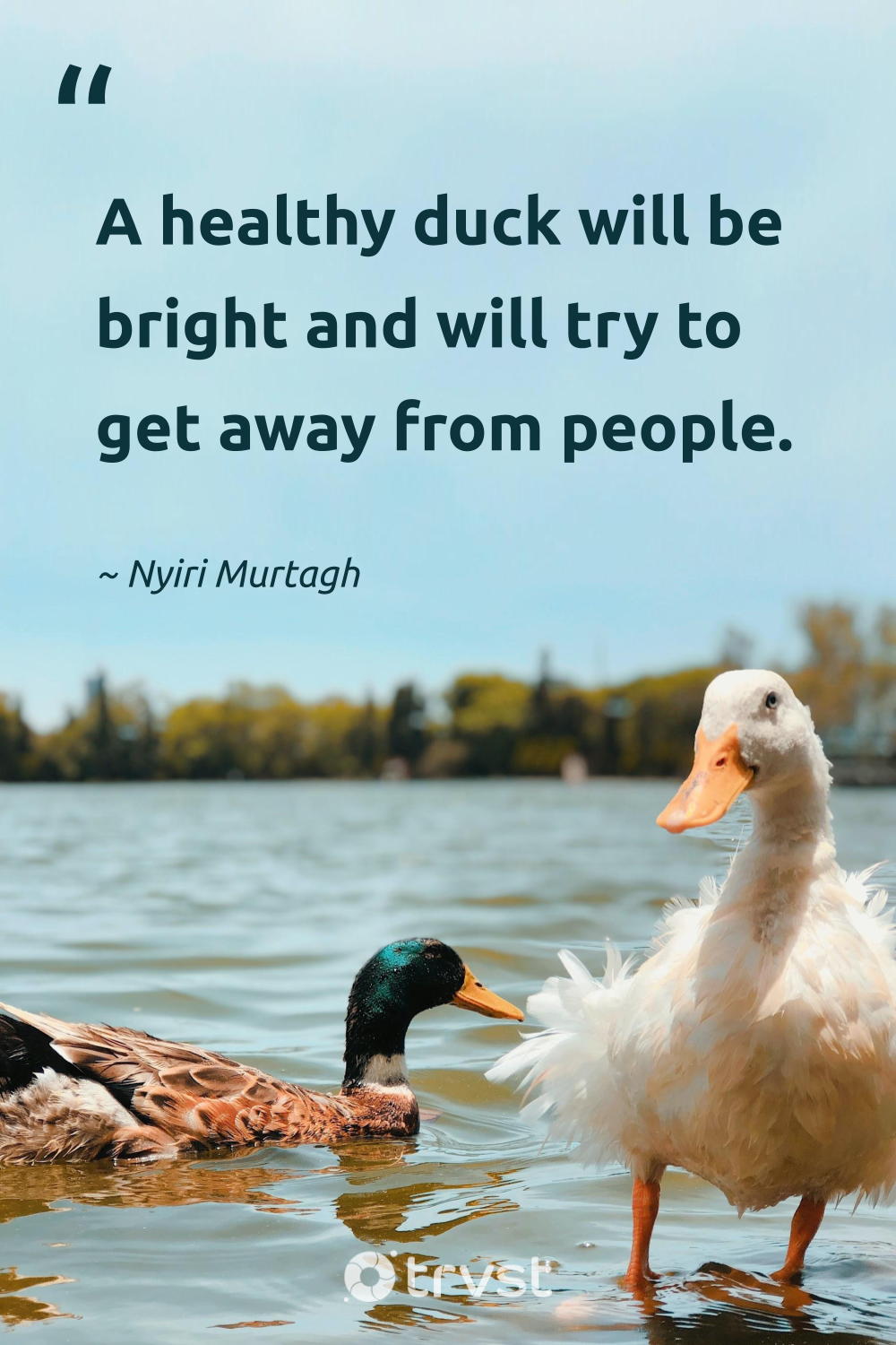 42 Duck Quotes And Sayings About The Friendly Waterfowls (2025)