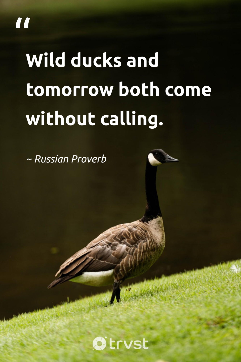 42 Duck Quotes And Sayings About The Friendly Waterfowls (2024)