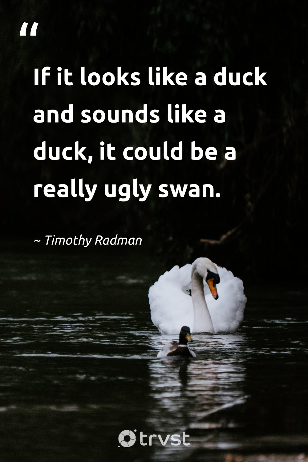 42 Duck Quotes And Sayings About The Friendly Waterfowls (2024)