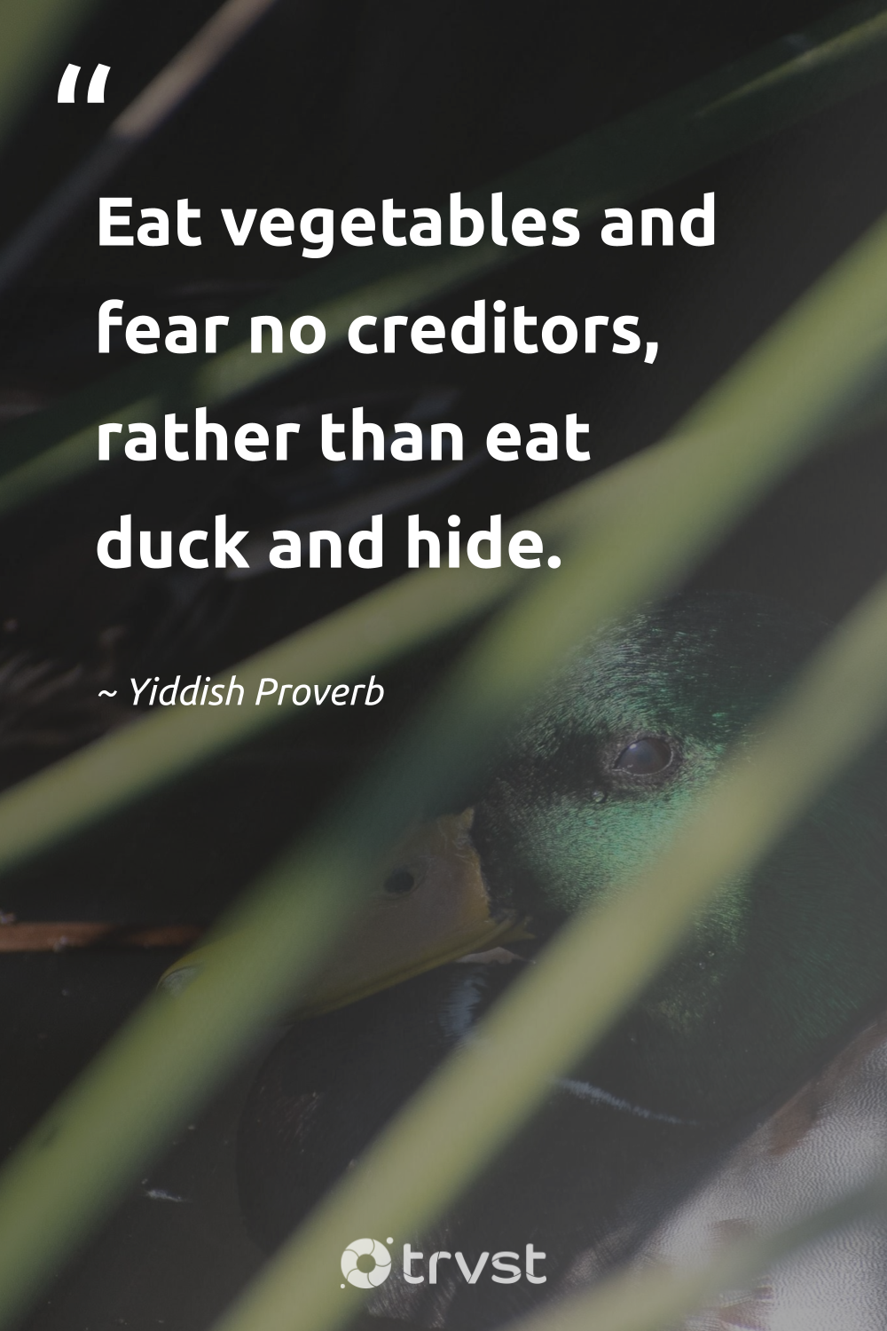 42 Duck Quotes And Sayings About The Friendly Waterfowls (2024)