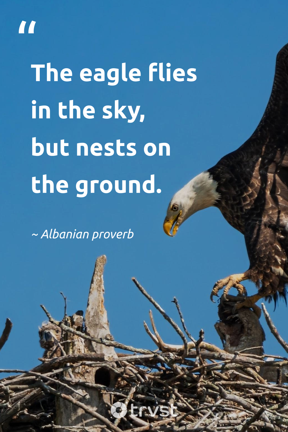 65 Eagle Quotes That Can Help You Conquer the Sky (2024)