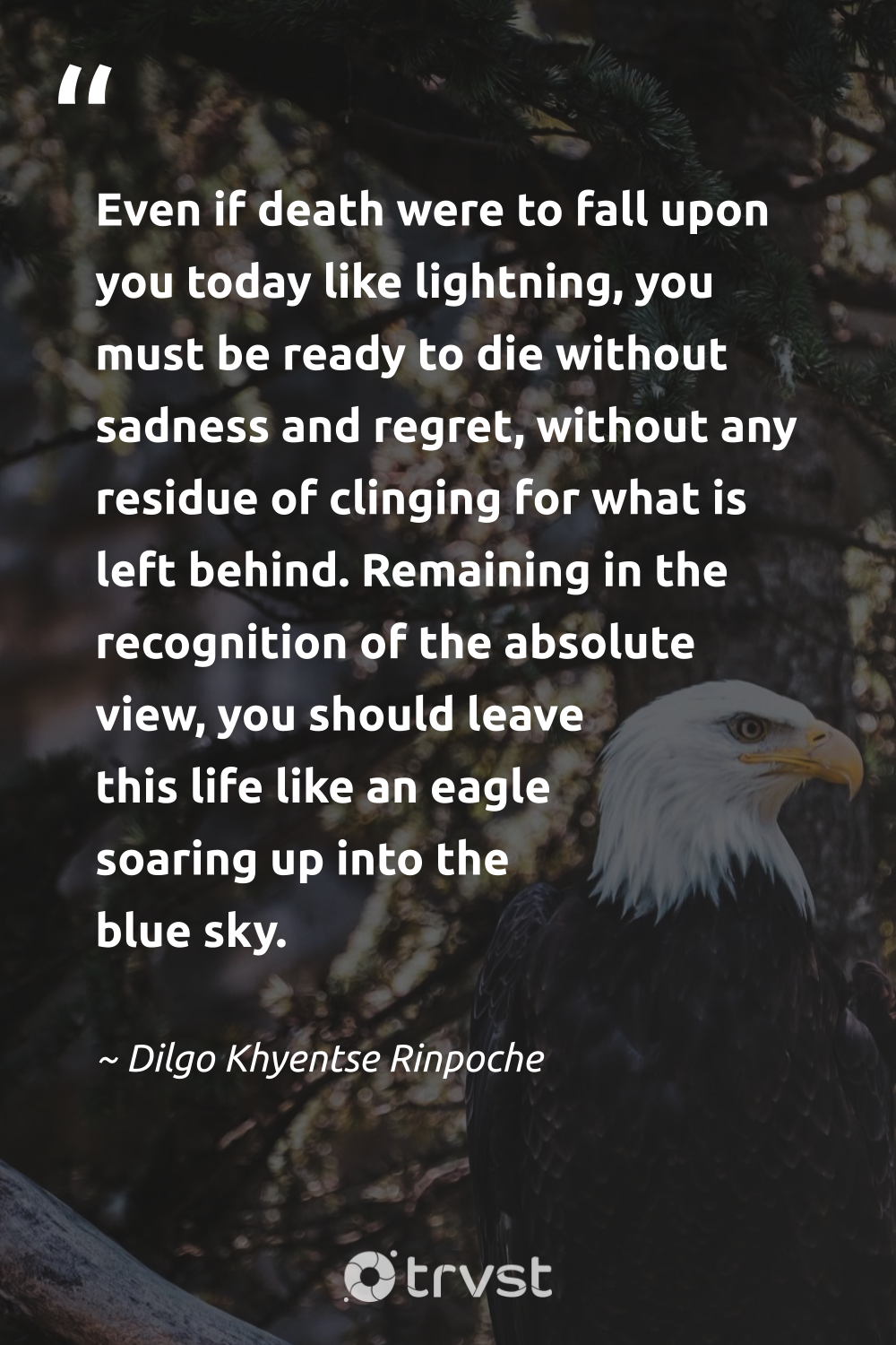 65 Eagle Quotes That Can Help You Conquer the Sky (2024)