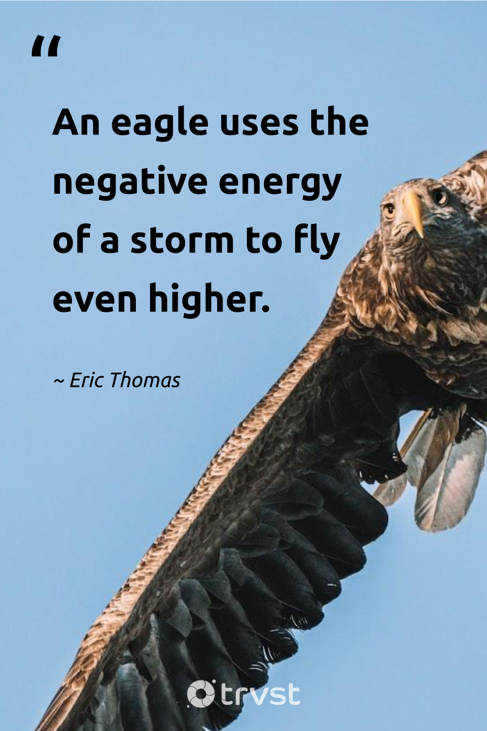 65 Eagle Quotes That Can Help You Conquer the Sky (2025)