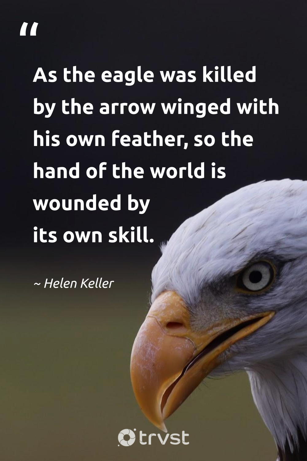 65 Eagle Quotes That Can Help You Conquer the Sky (2024)