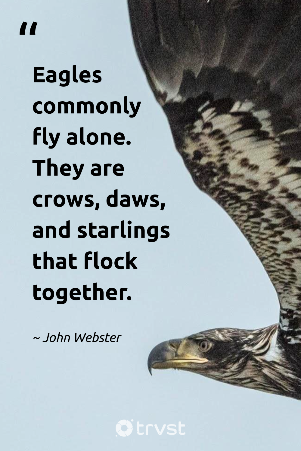 65 Eagle Quotes That Can Help You Conquer the Sky (2024)