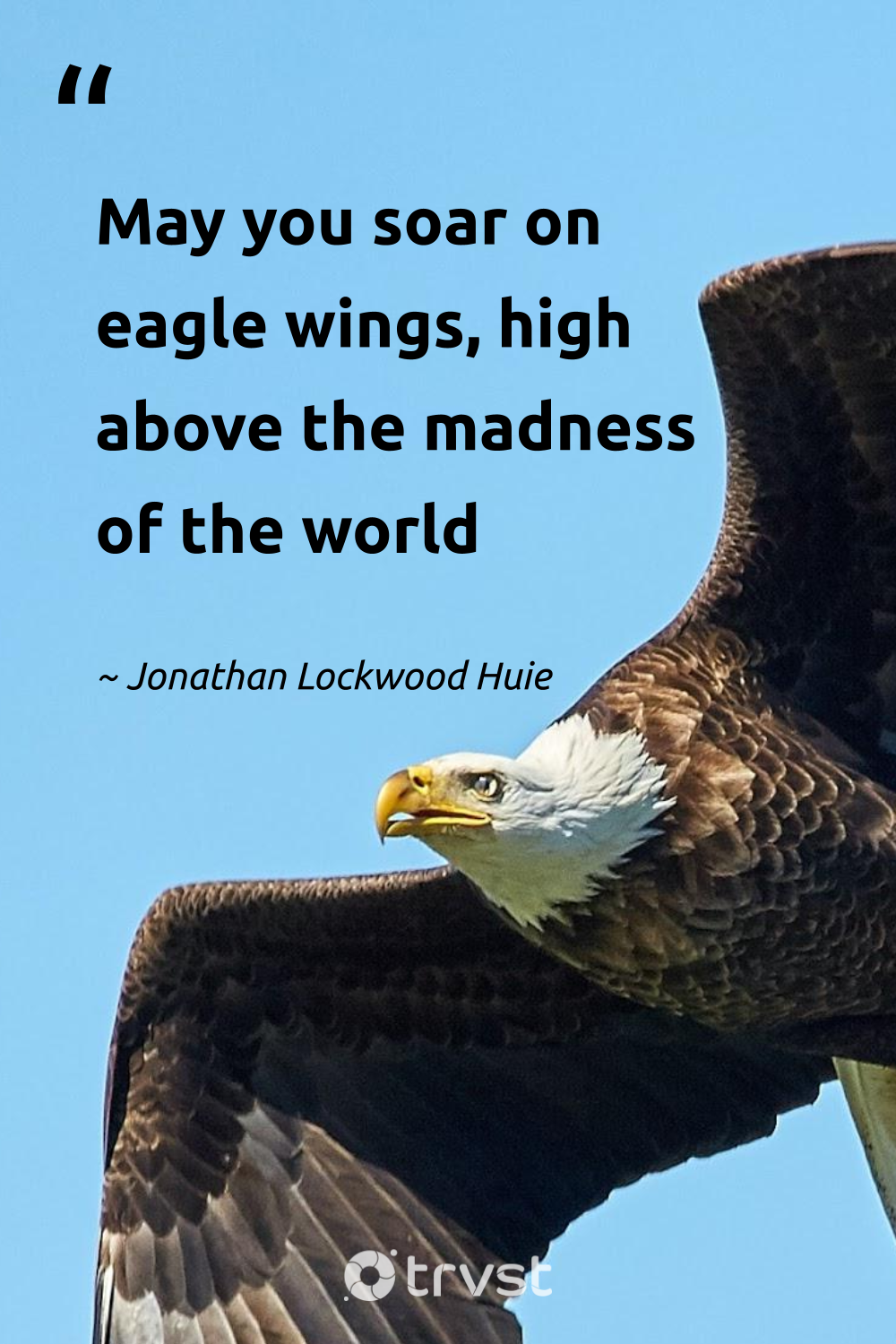 65 Eagle Quotes That Can Help You Conquer the Sky (2025)