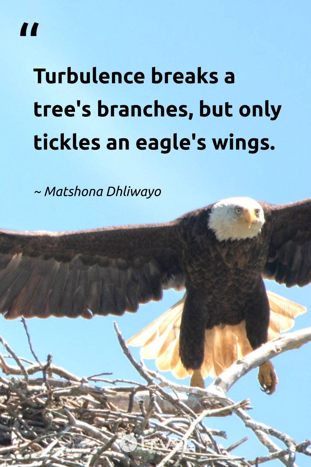 65 Eagle Quotes That Can Help You Conquer the Sky (2024)