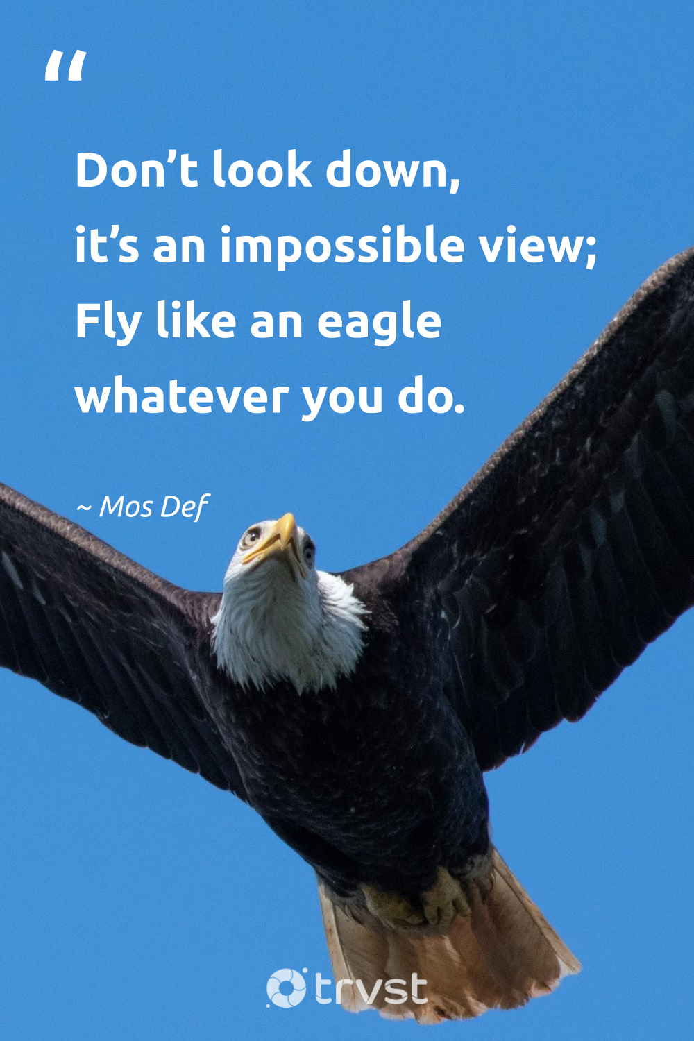 65 Eagle Quotes That Can Help You Conquer the Sky (2025)