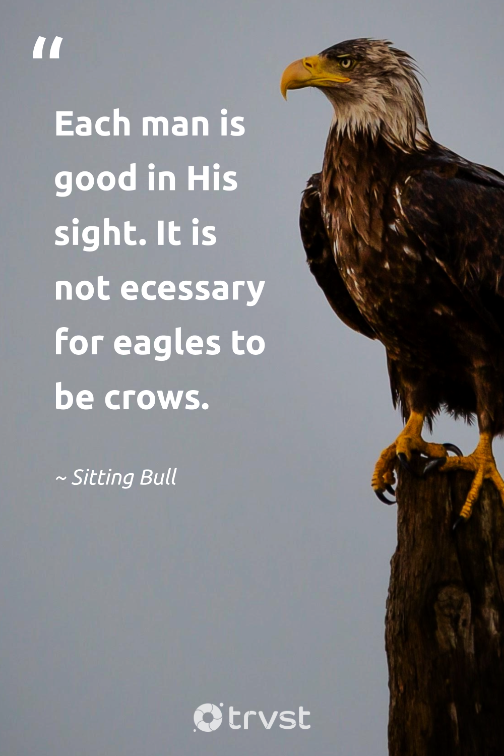 65 Eagle Quotes That Can Help You Conquer the Sky (2024)