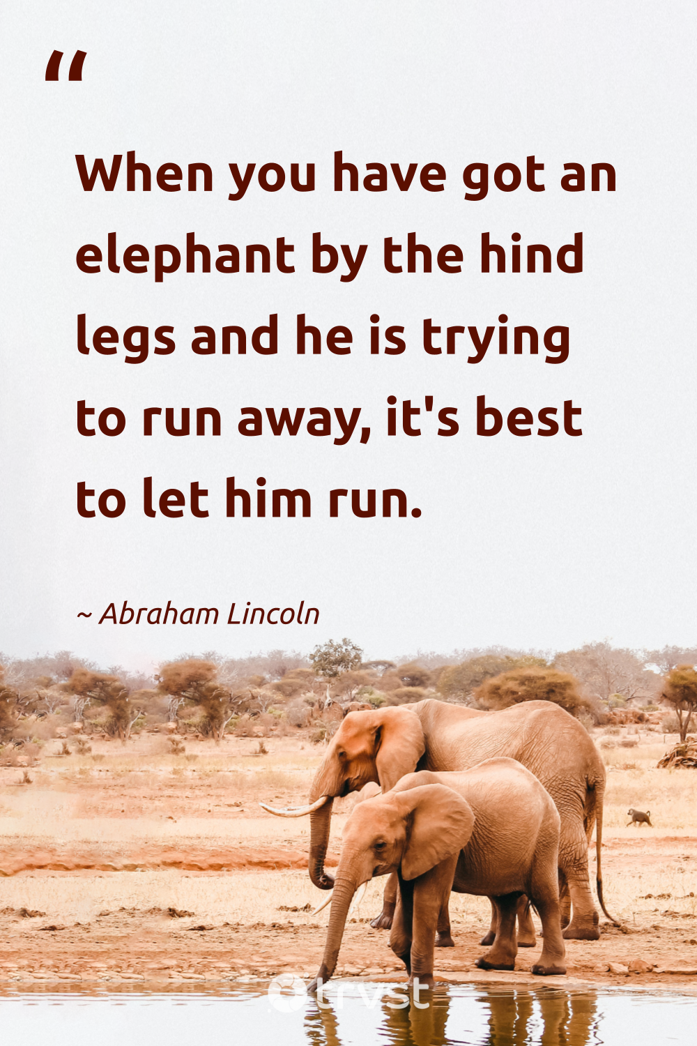 73 Elephant Quotes Inspiring Conservation & Might (2024)