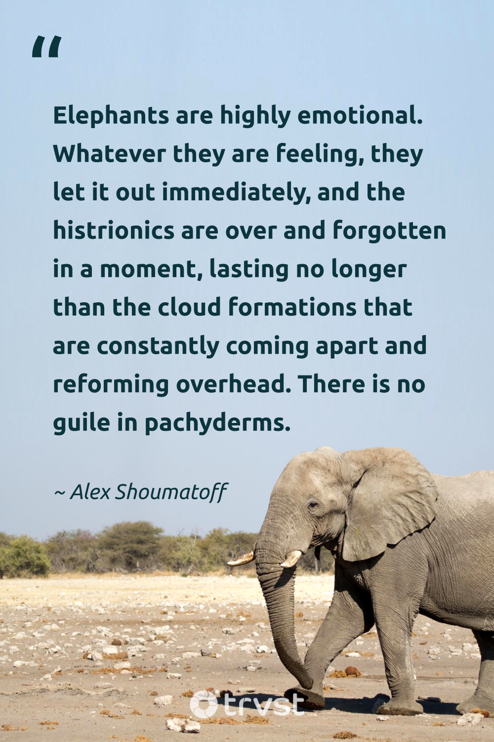 73 Elephant Quotes Inspiring Conservation & Might (2024)