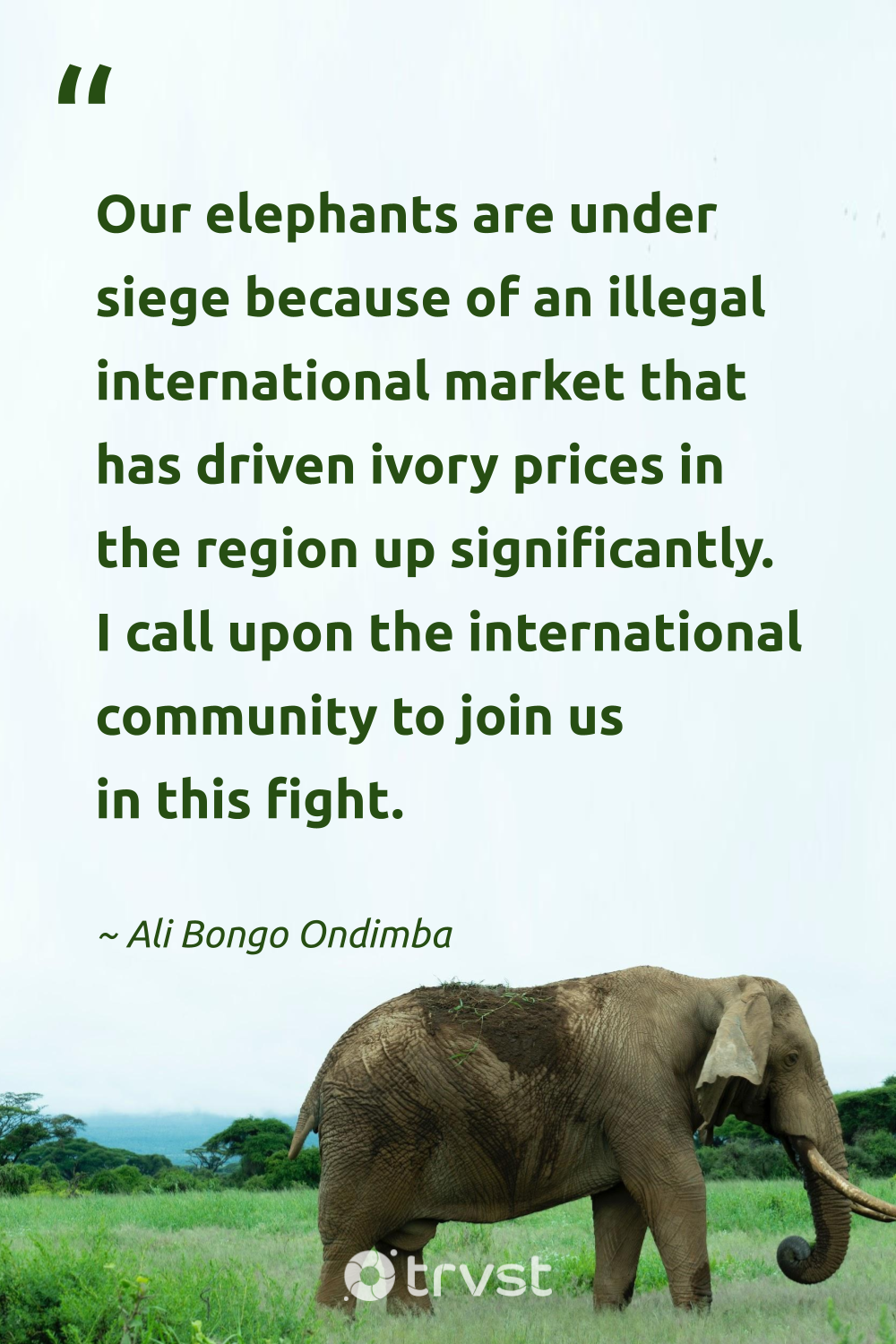 73 Elephant Quotes Inspiring Conservation & Might (2024)