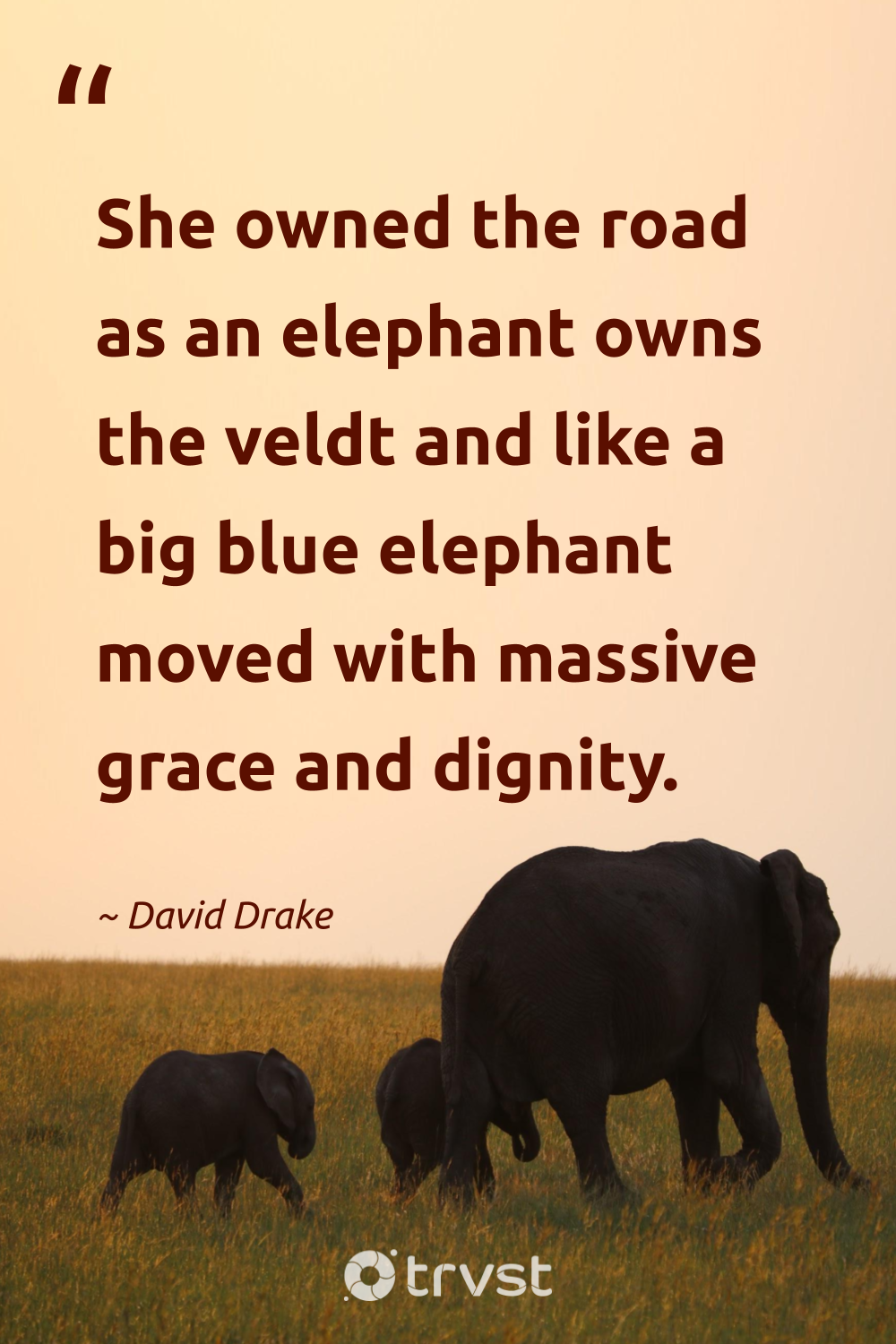 73 Elephant Quotes Inspiring Conservation & Might (2024)
