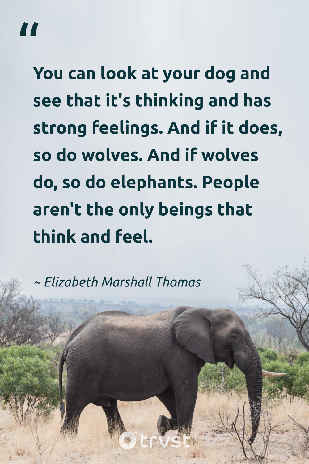 73 Elephant Quotes Inspiring Conservation & Might (2024)