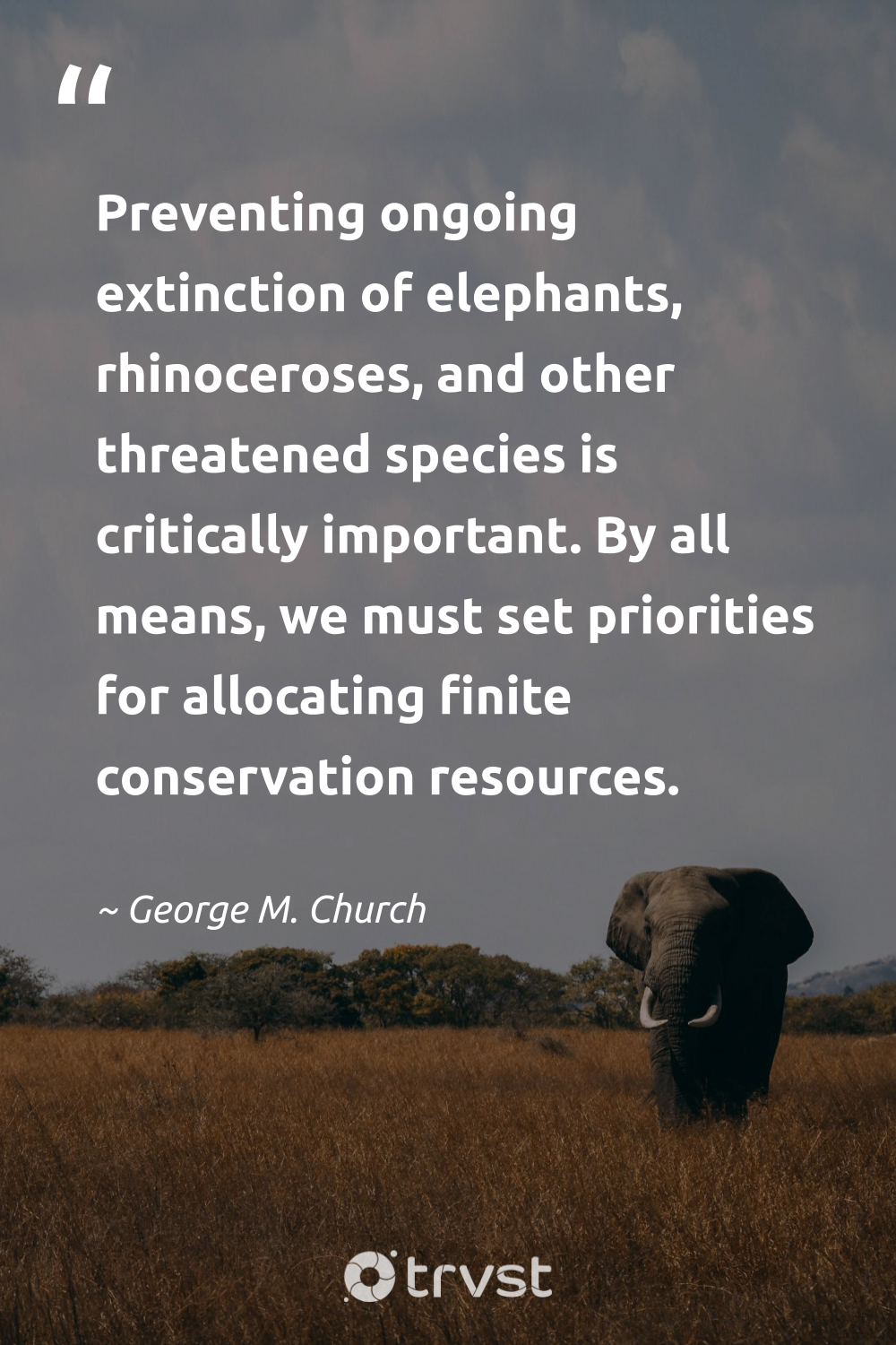 73 Elephant Quotes Inspiring Conservation & Might (2024)