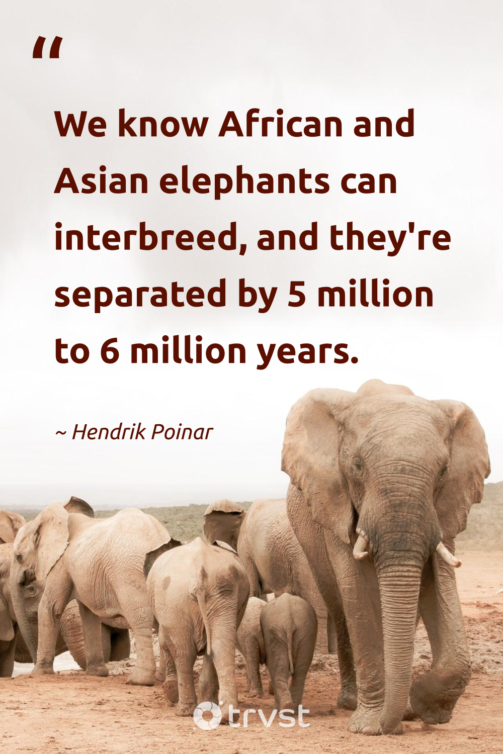 73 Elephant Quotes Inspiring Conservation & Might (2025)