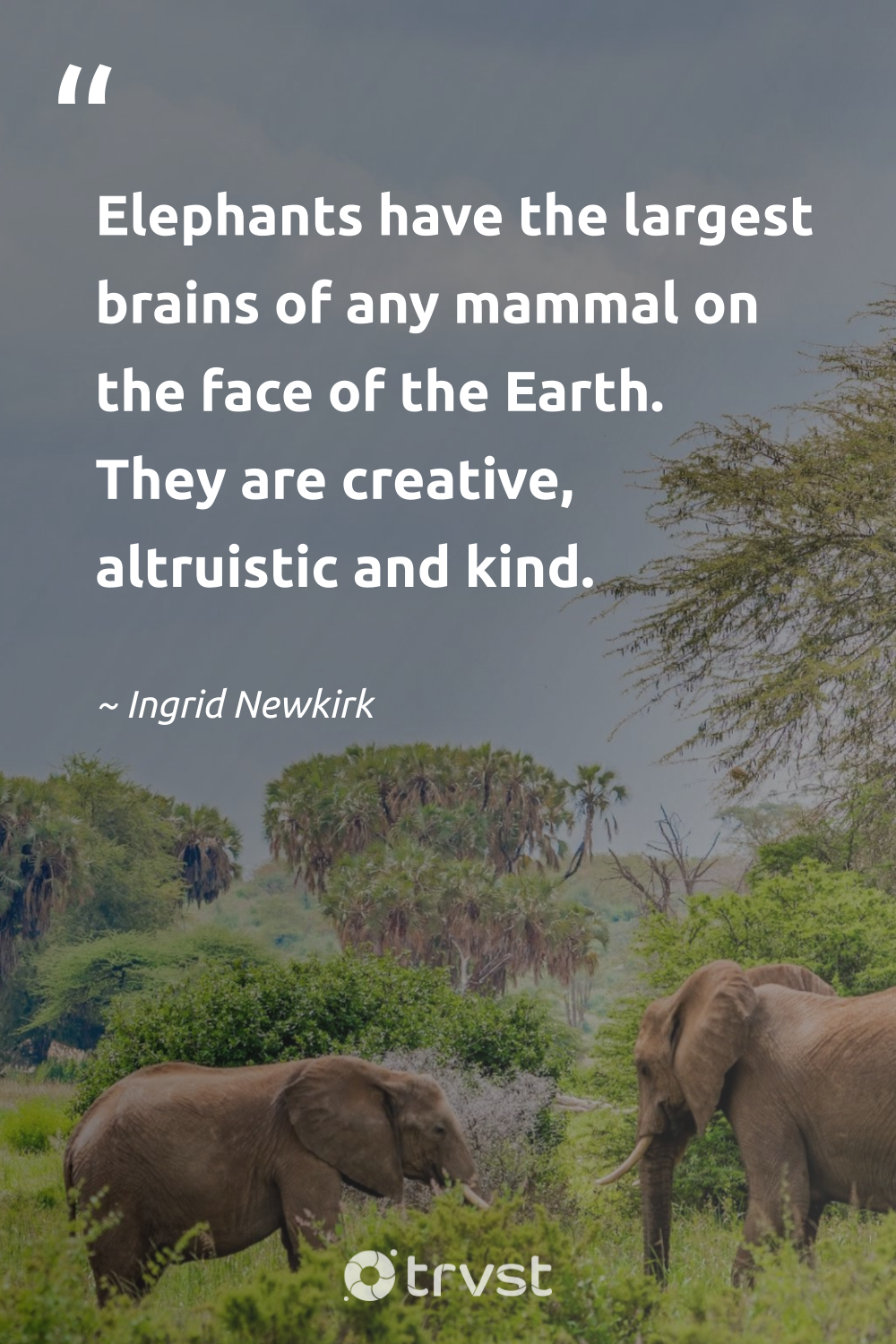 73 Elephant Quotes Inspiring Conservation & Might (2024)