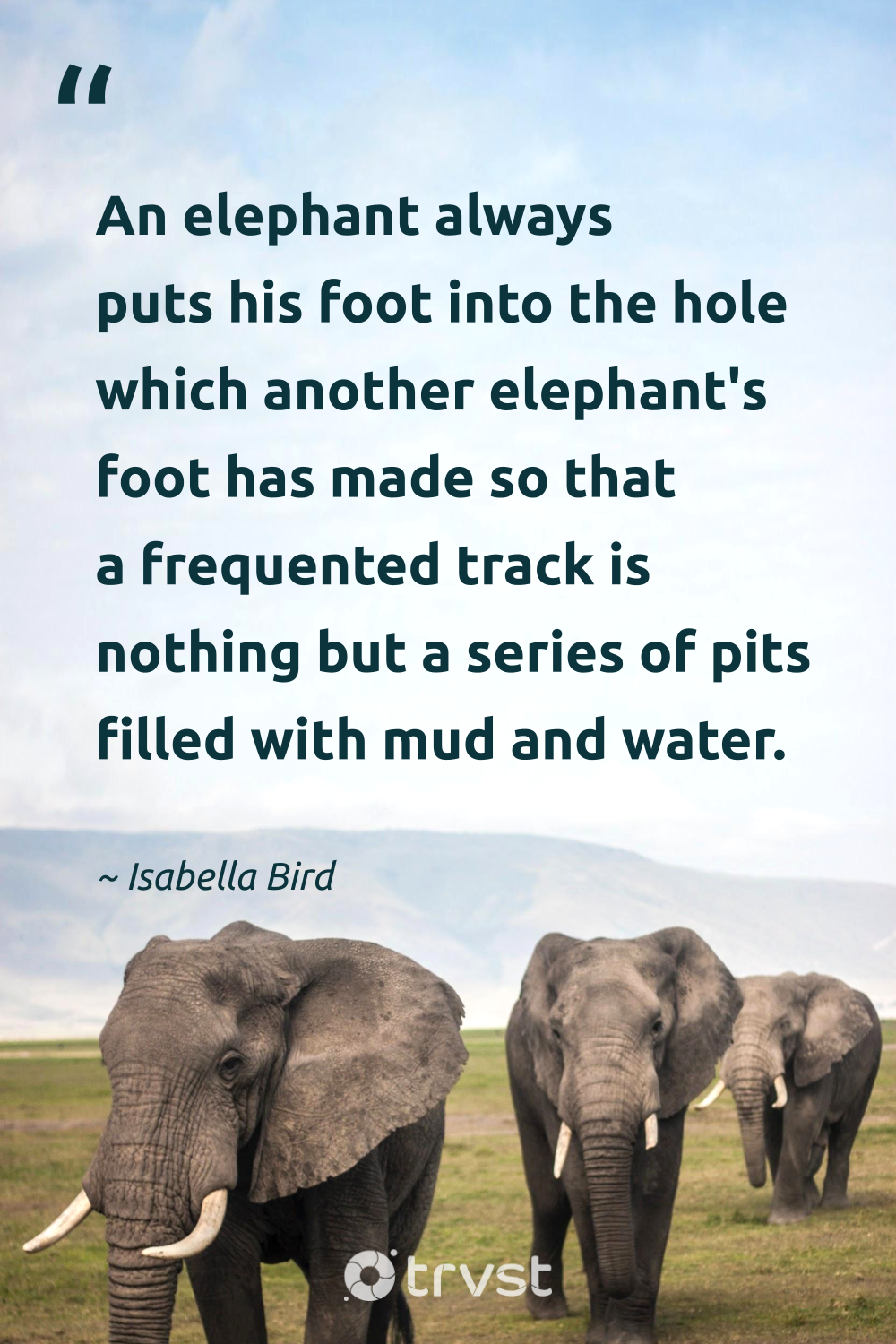 73 Elephant Quotes Inspiring Conservation & Might (2024)