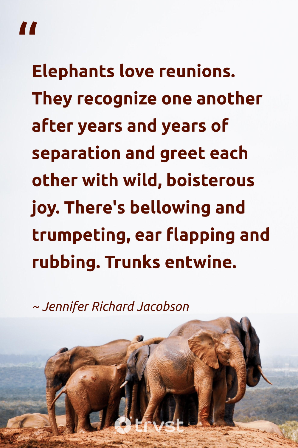 73 Elephant Quotes Inspiring Conservation & Might (2024)