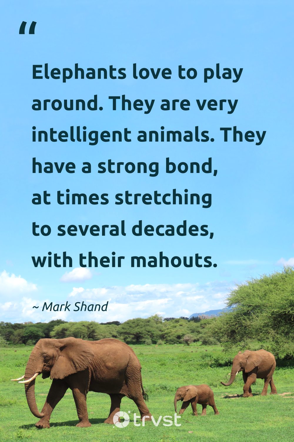 73 Elephant Quotes Inspiring Conservation & Might (2024)