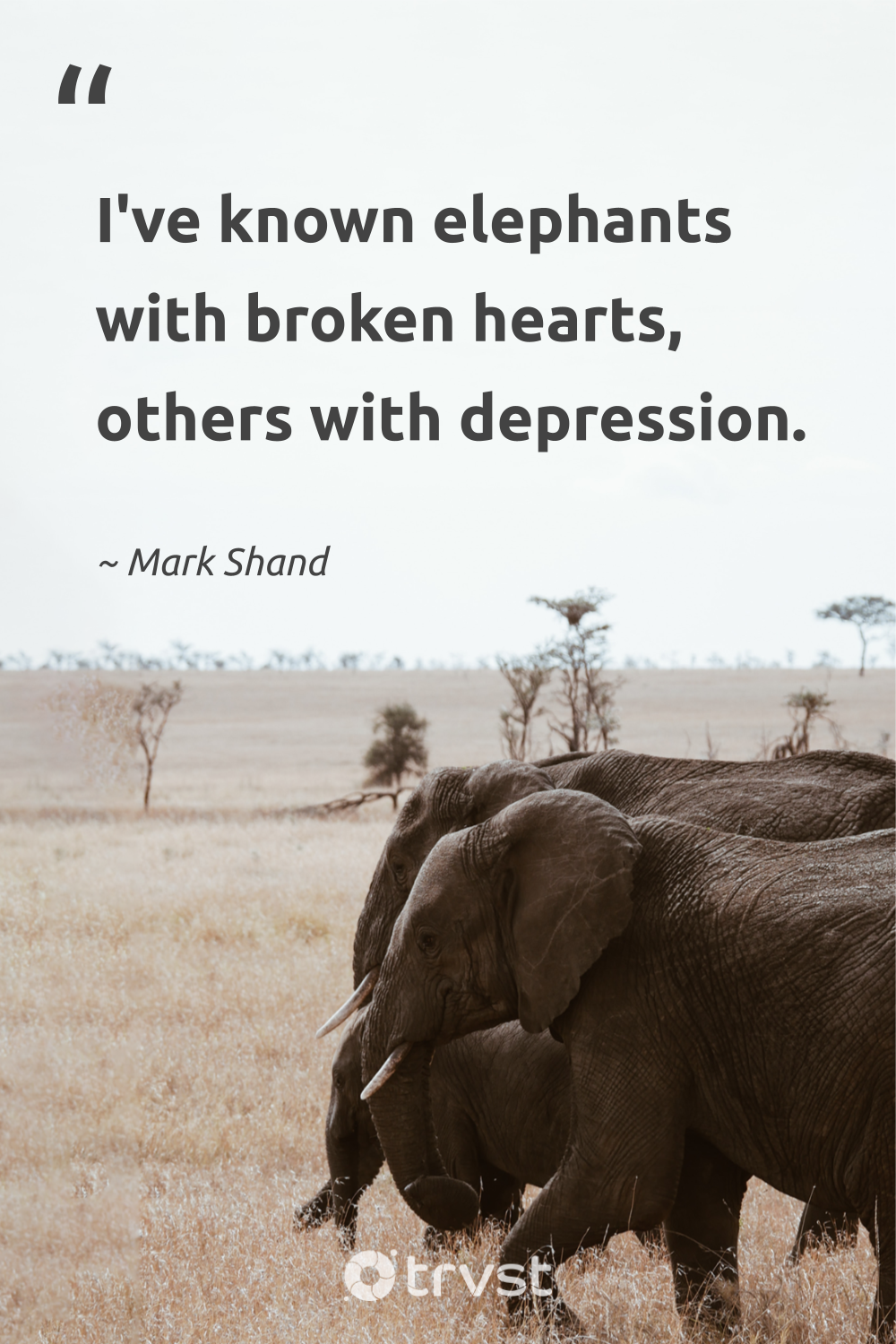 73 Elephant Quotes Inspiring Conservation & Might (2025)