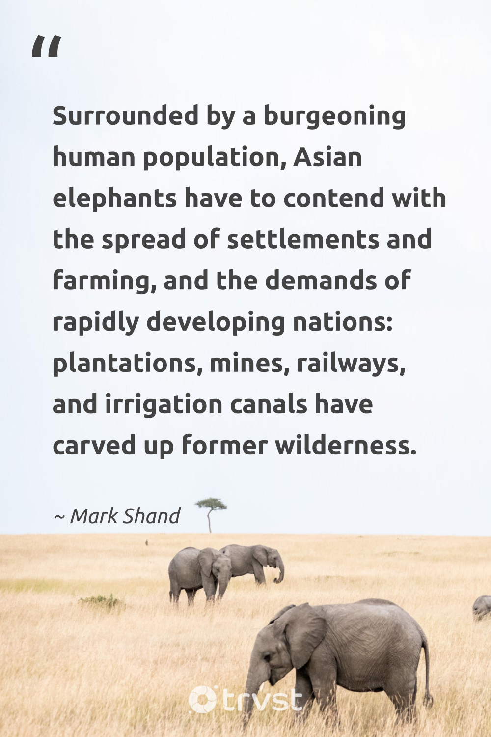 73 Elephant Quotes Inspiring Conservation & Might (2024)