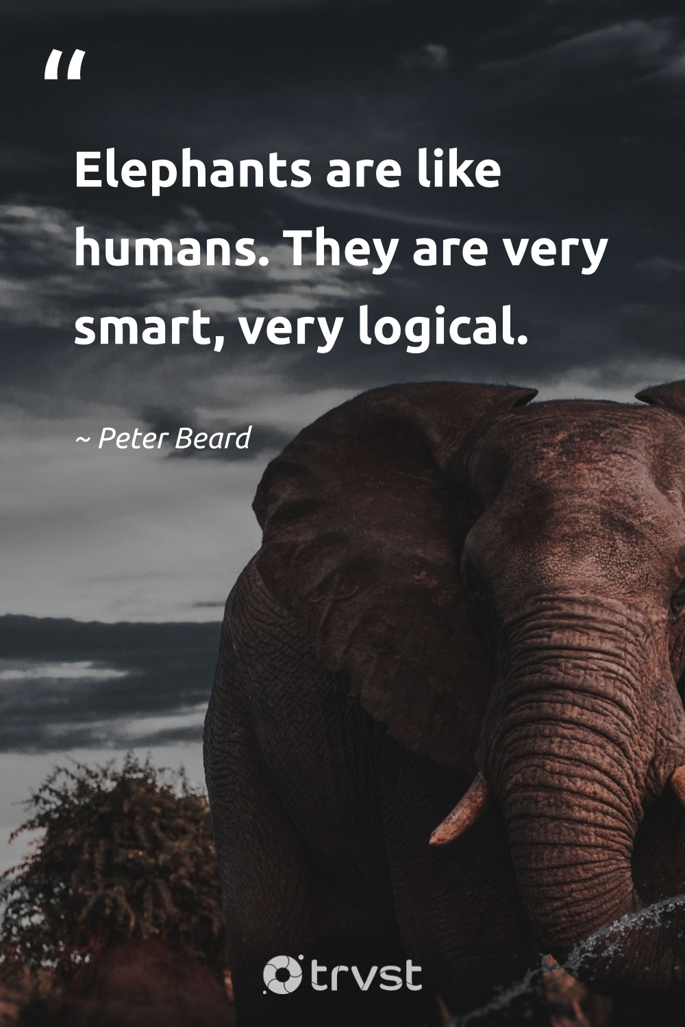 73 Elephant Quotes Inspiring Conservation & Might (2024)