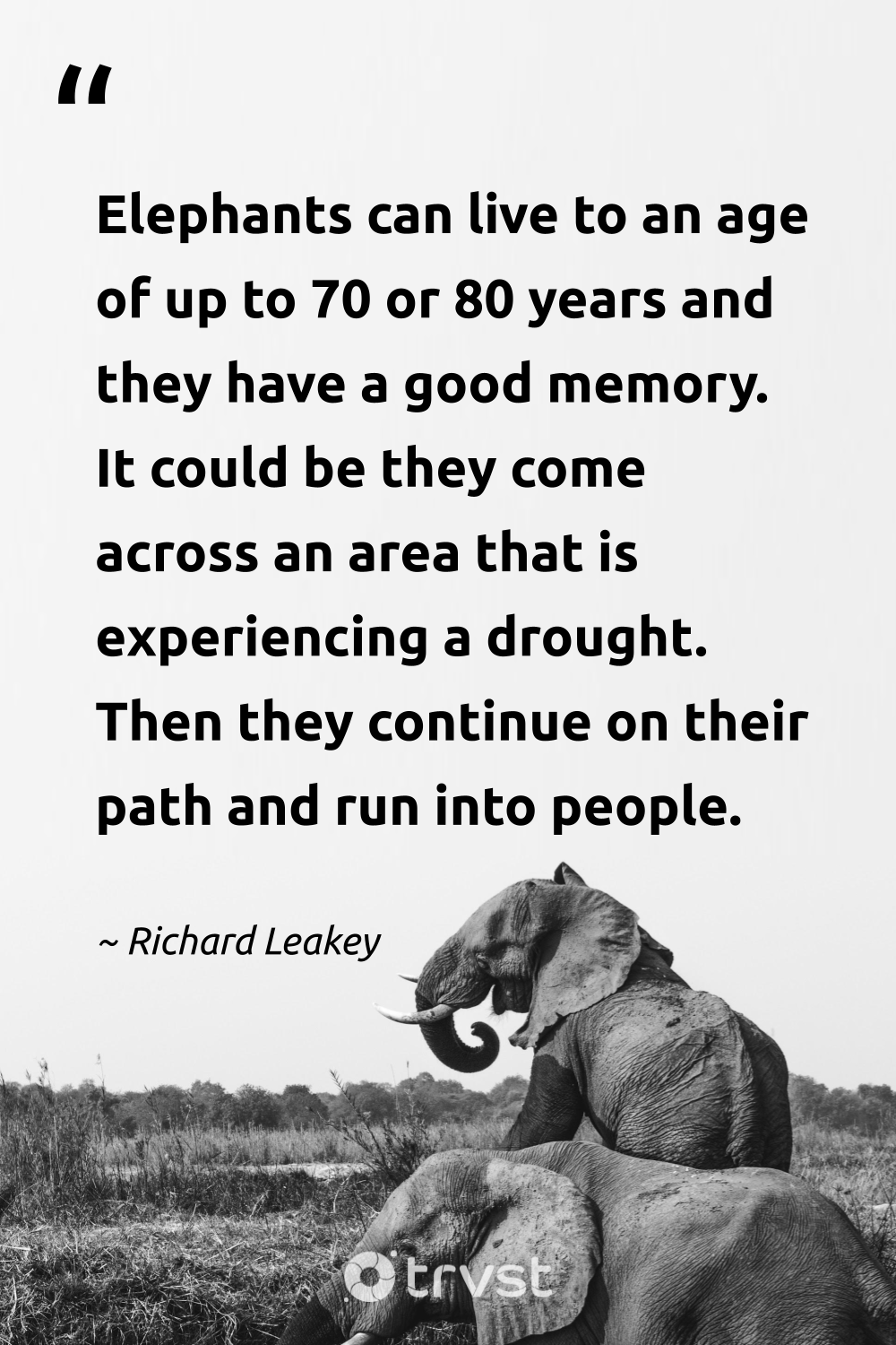 73 Elephant Quotes Inspiring Conservation & Might (2024)