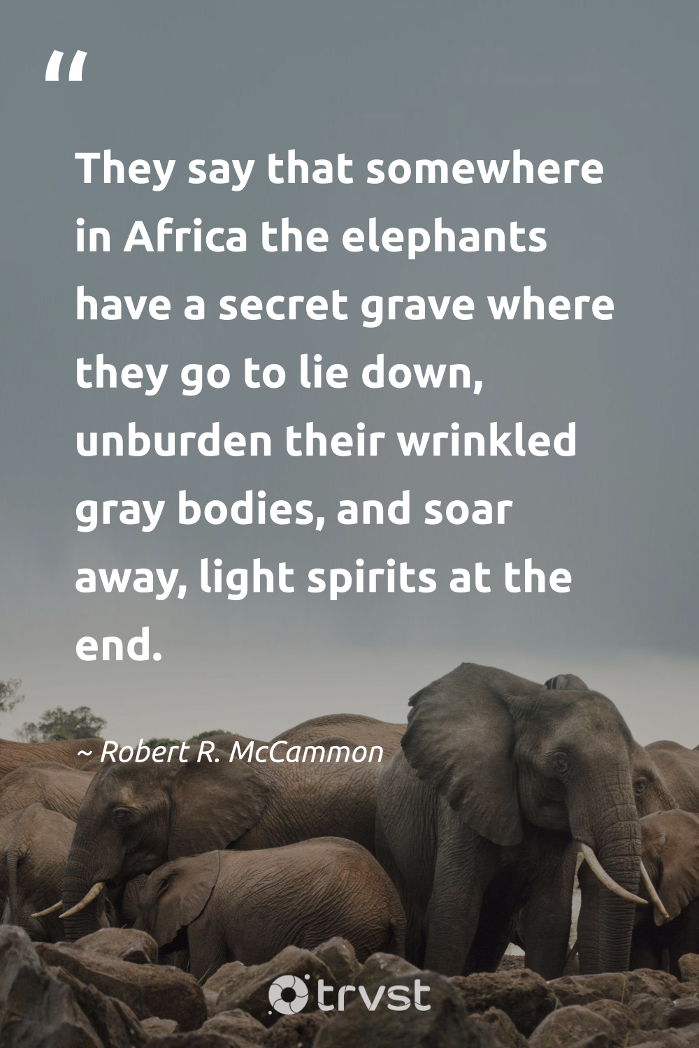 73 Elephant Quotes Inspiring Conservation & Might (2025)
