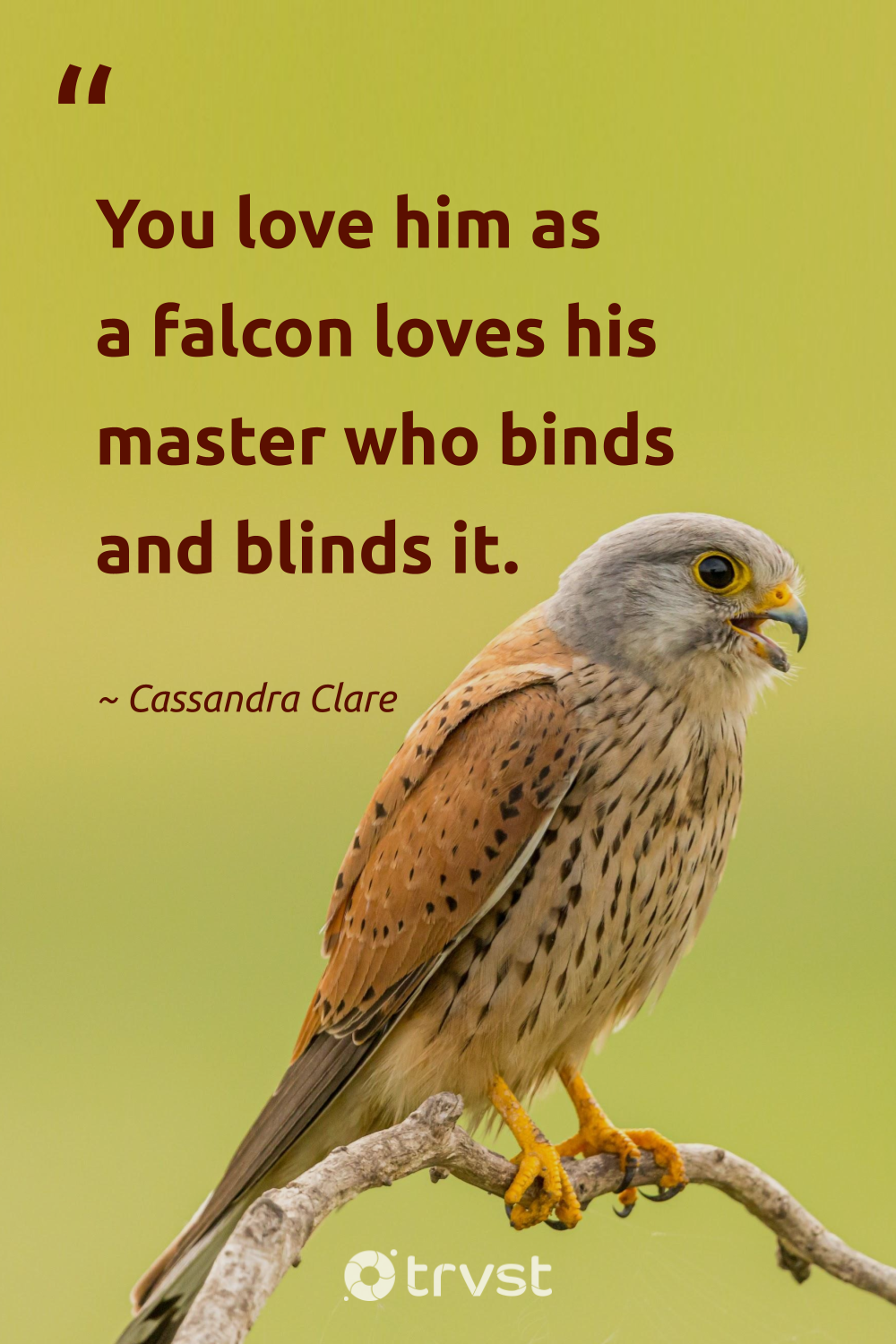 20 Falcon Quotes To Soar Your Spirits High
