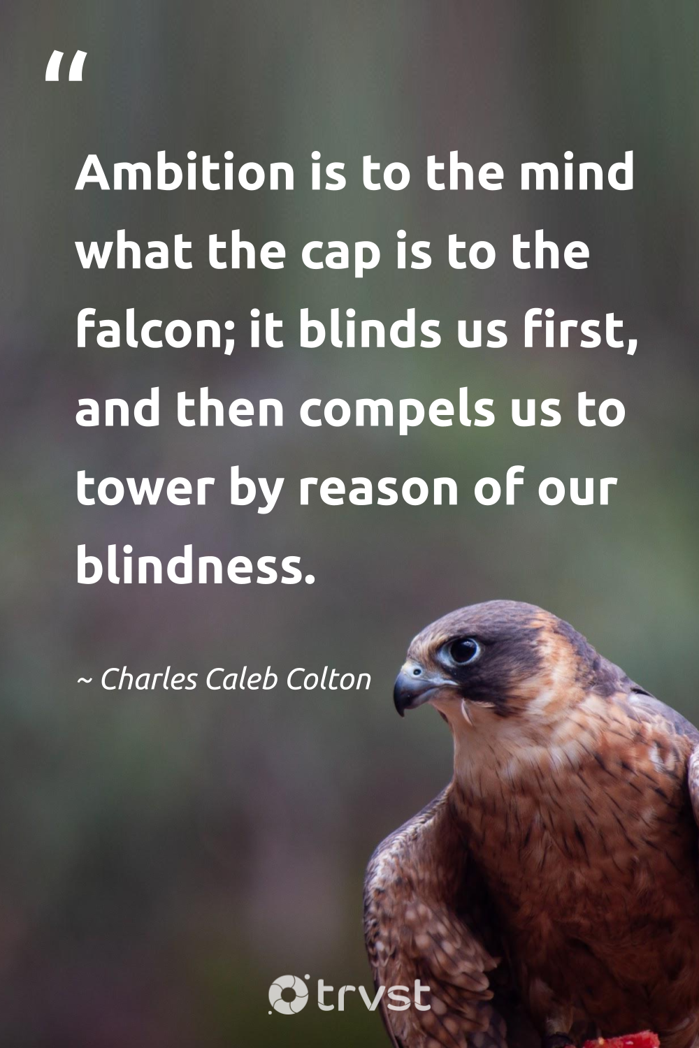 20 Falcon Quotes To Soar Your Spirits High