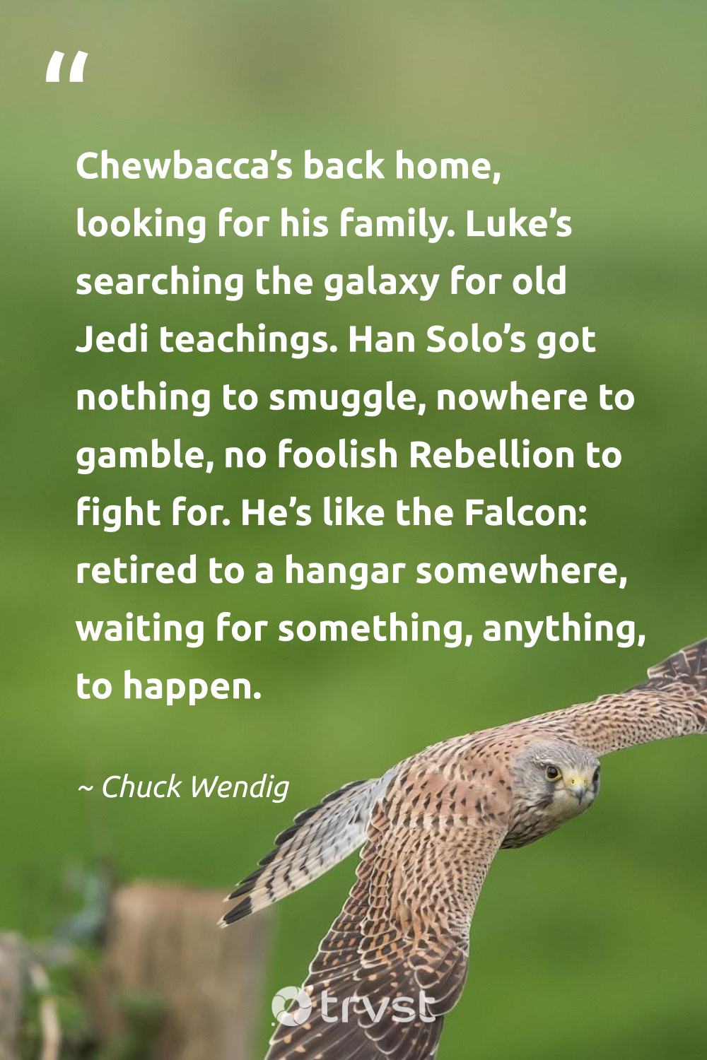 20 Falcon Quotes To Soar Your Spirits High