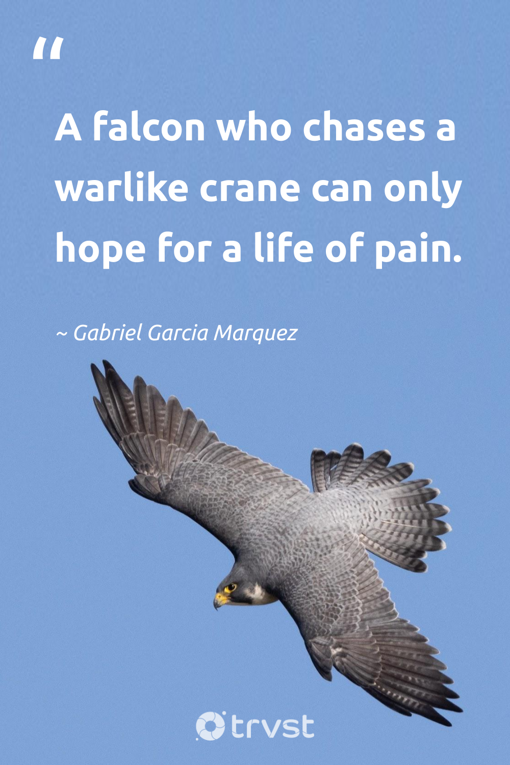 20 Falcon Quotes To Soar Your Spirits High