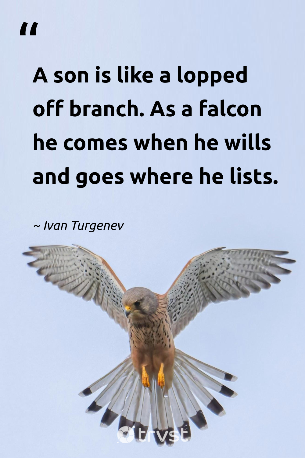 20 Falcon Quotes To Soar Your Spirits High