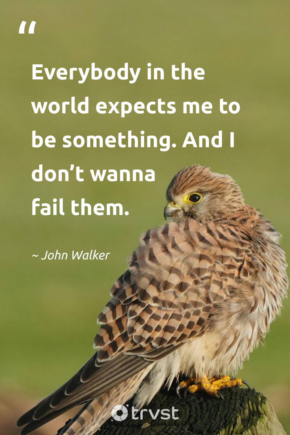 20 Falcon Quotes To Soar Your Spirits High