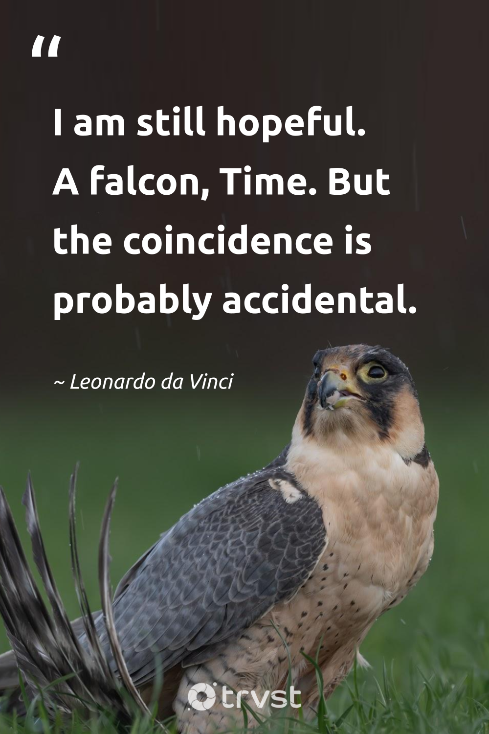 20 Falcon Quotes To Soar Your Spirits High