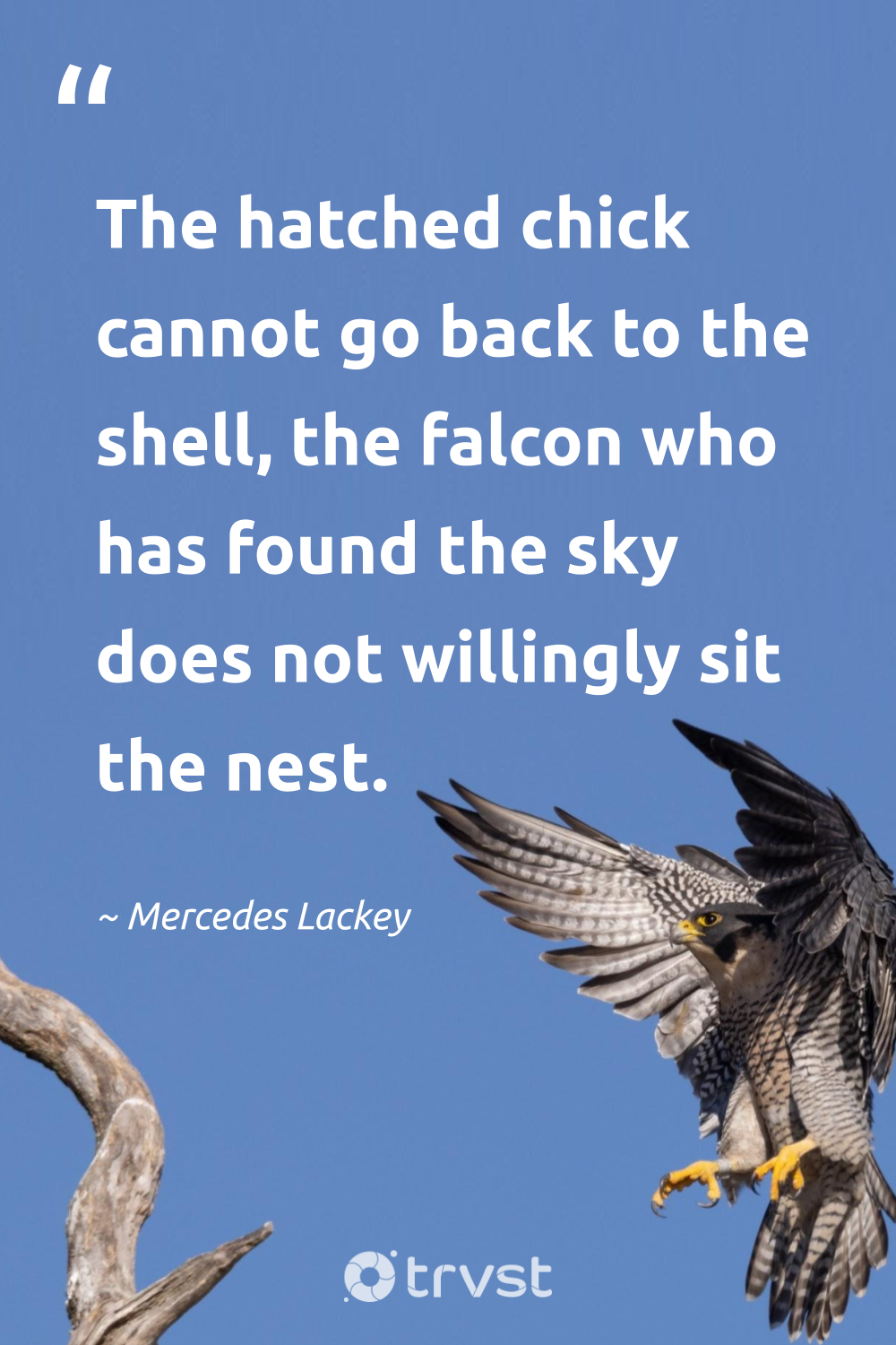 20 Falcon Quotes To Soar Your Spirits High