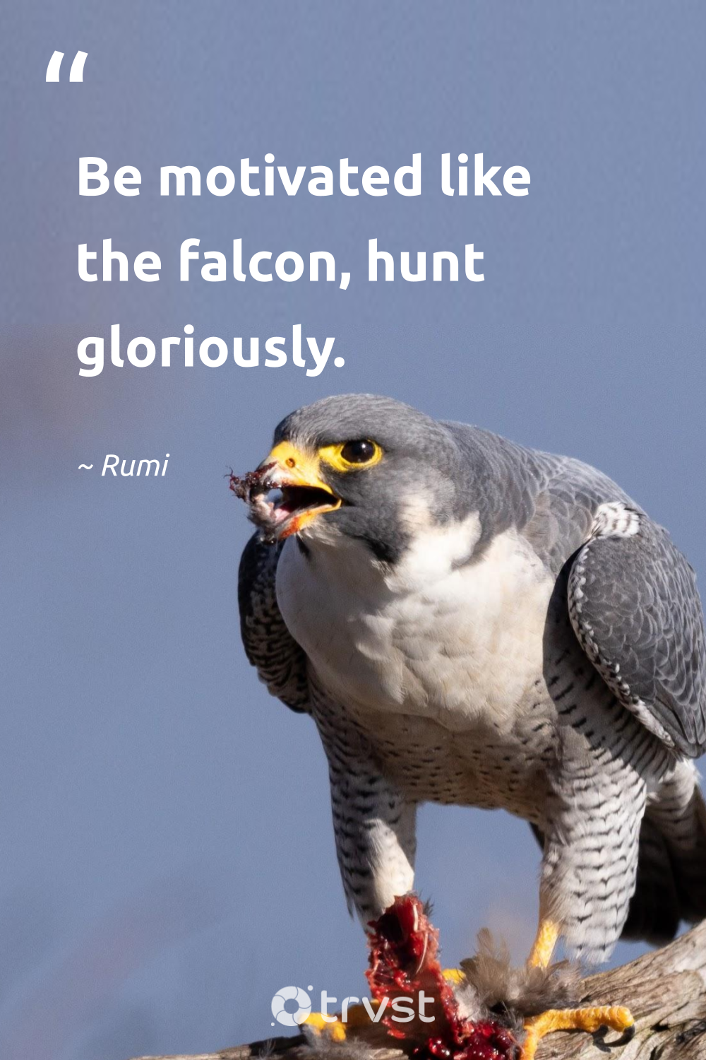 20 Falcon Quotes To Soar Your Spirits High