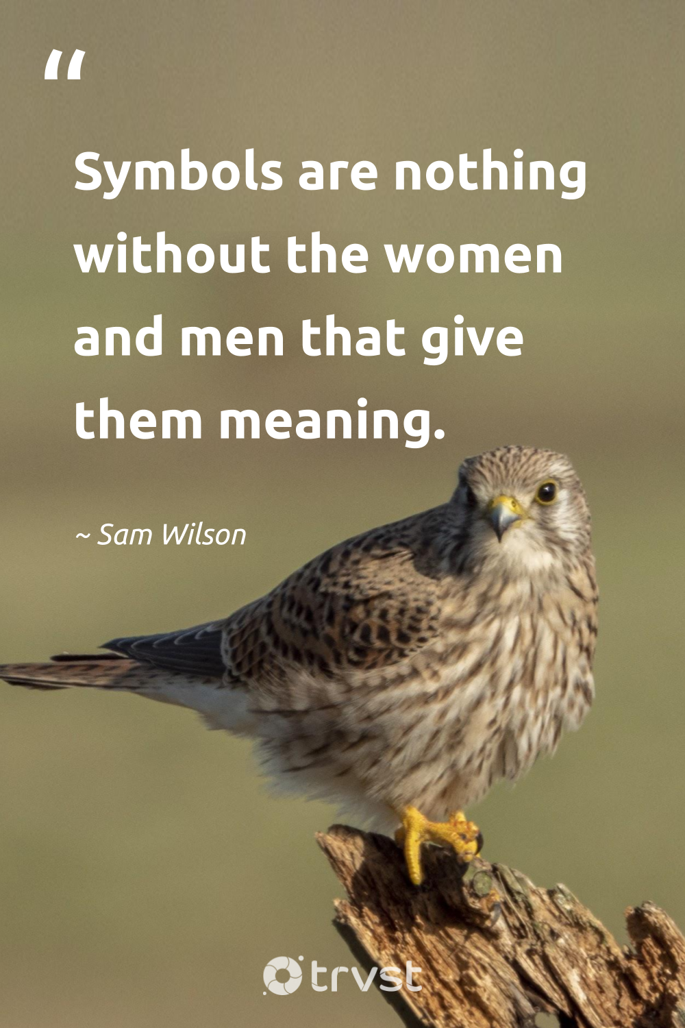 20 Falcon Quotes To Soar Your Spirits High