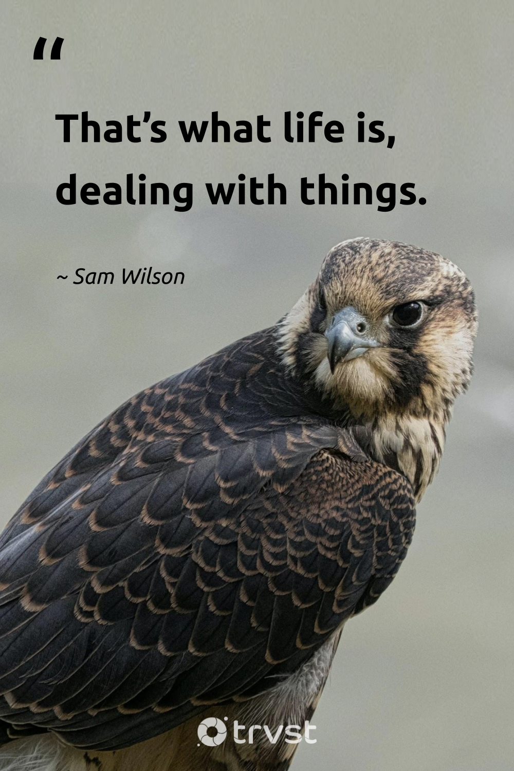 20 Falcon Quotes To Soar Your Spirits High