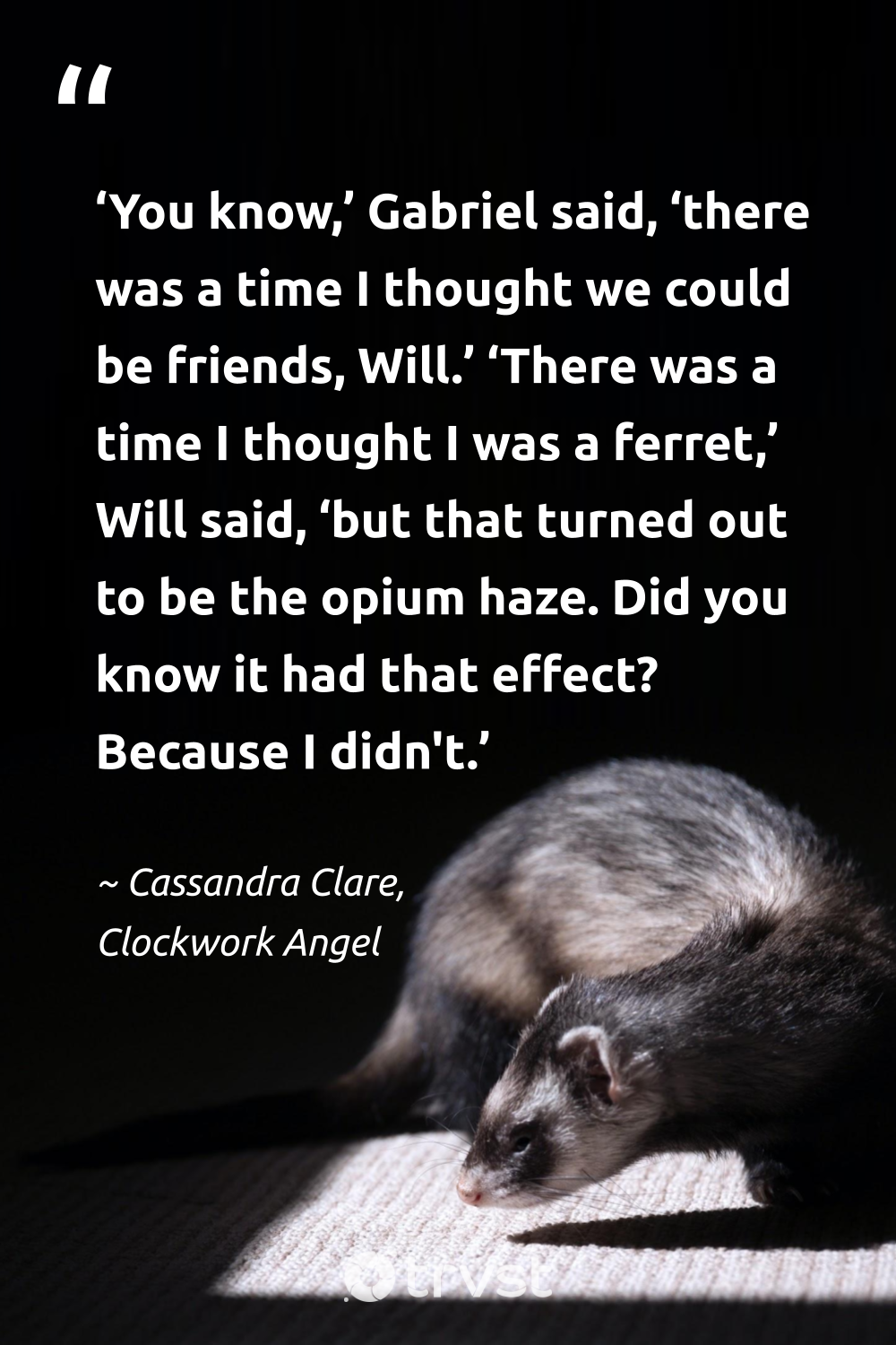 10 Ferret Quotes About The Stealthy Mustelids