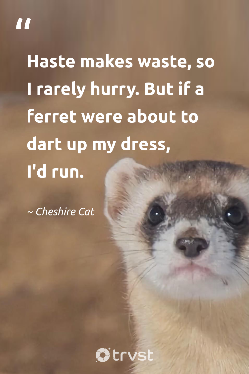 10 Ferret Quotes About The Stealthy Mustelids