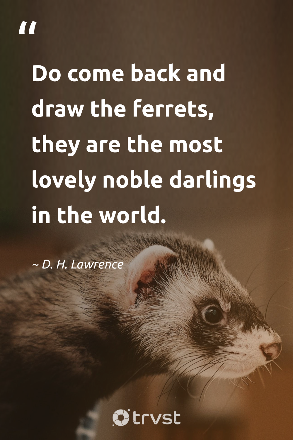10 Ferret Quotes About The Stealthy Mustelids