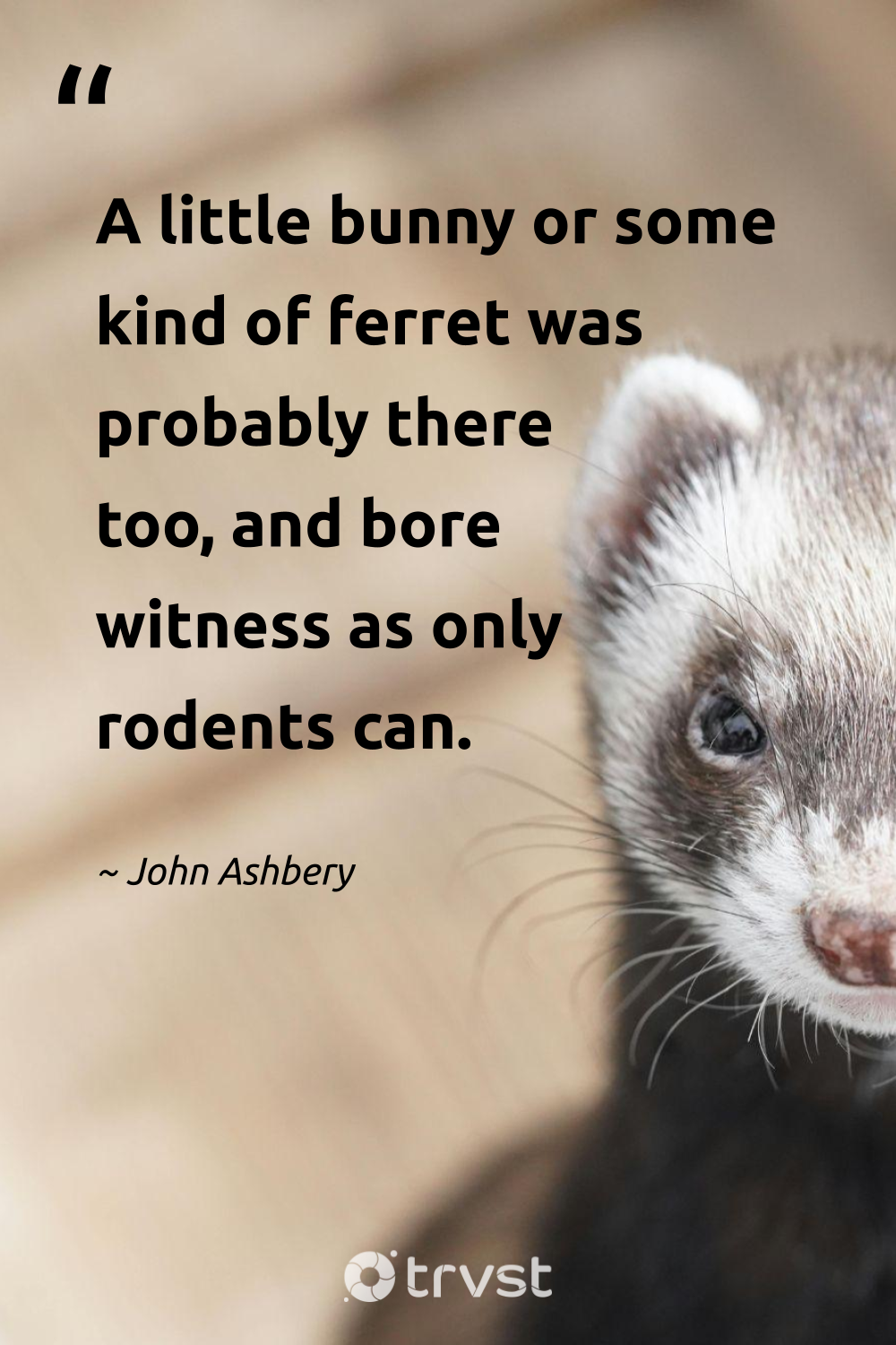 10 Ferret Quotes About The Stealthy Mustelids