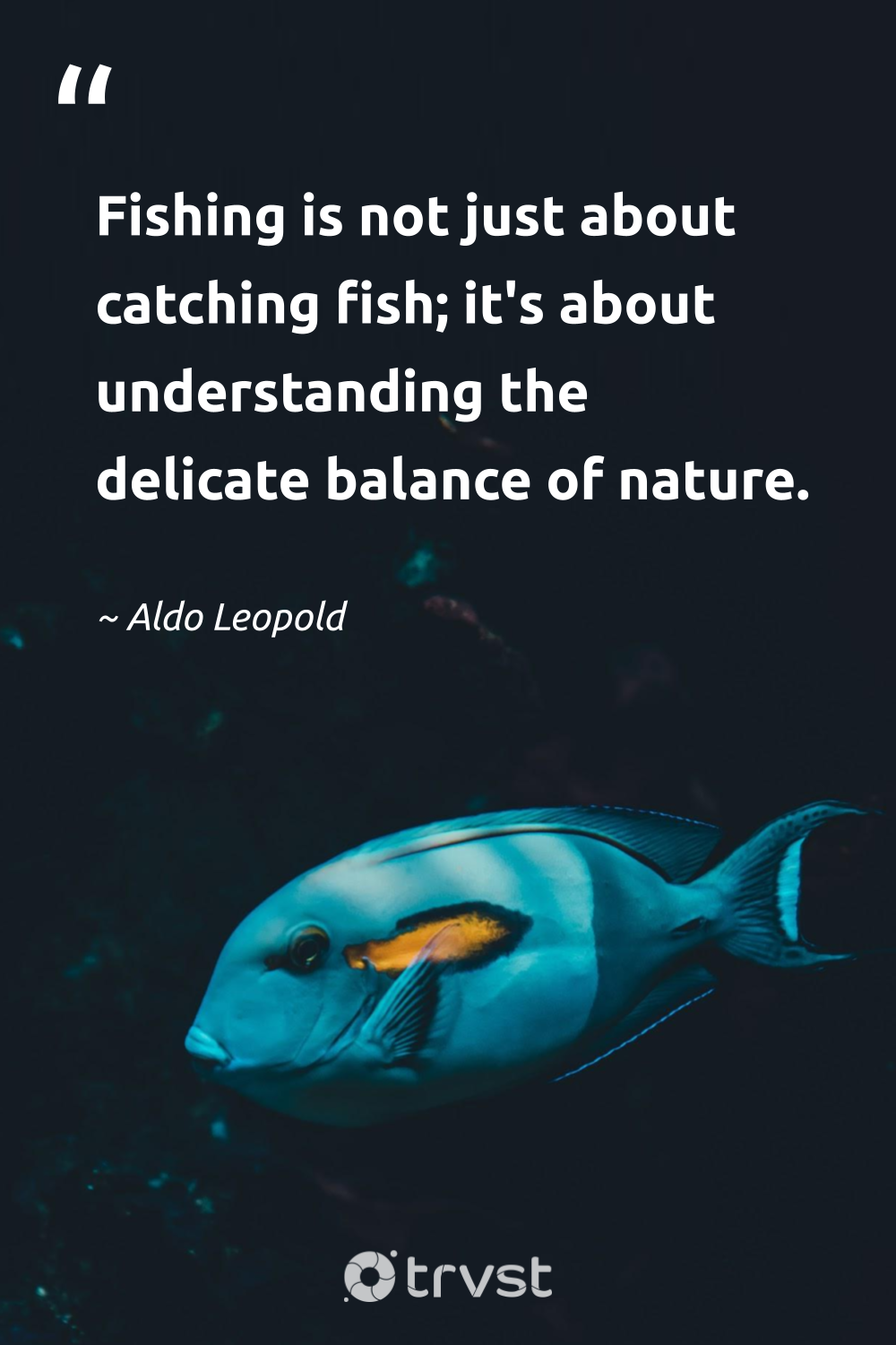 55 Fish Quotes And Sayings Swimming In Inspiration